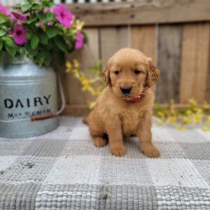Golden Retrievers | Cute & Cuddly Companions