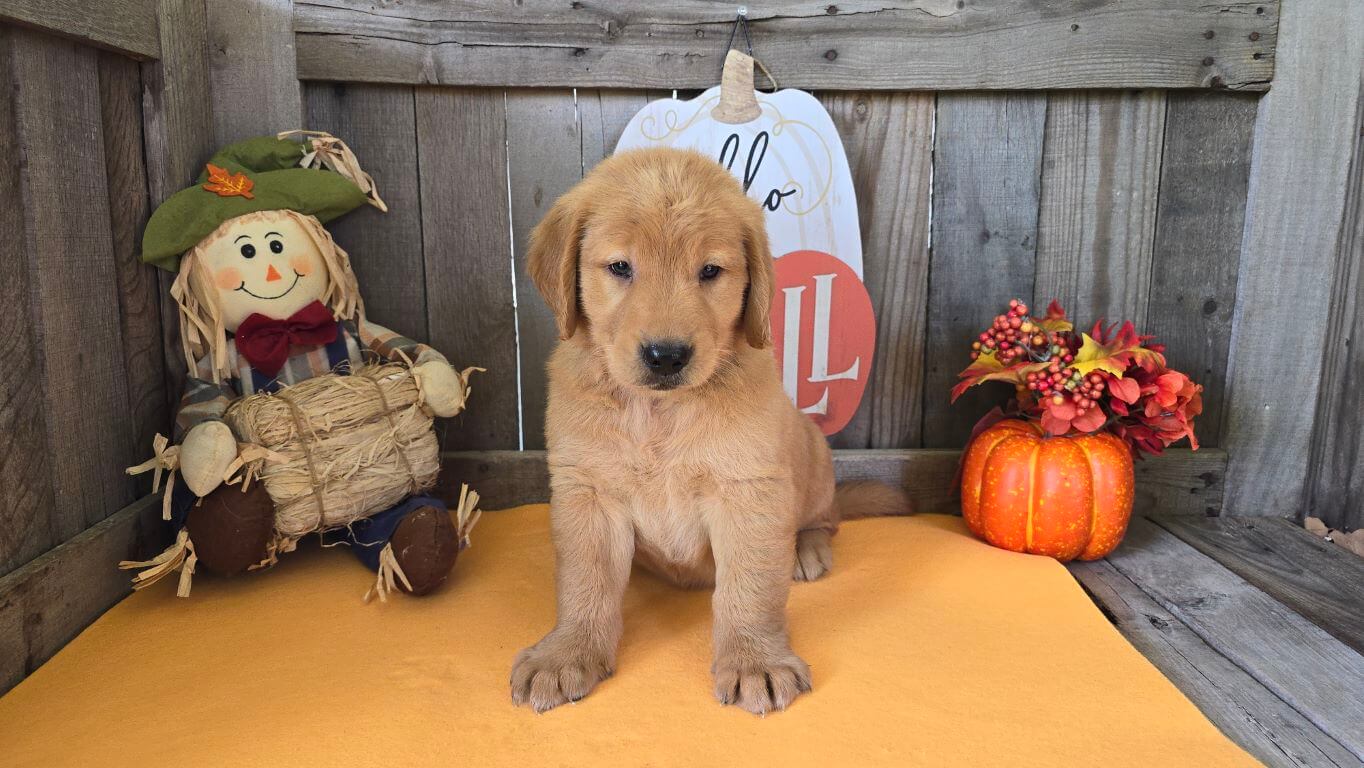 Jefferson | North Carolina Golden Retrievers - Cute & Cuddly Puppy Breeder